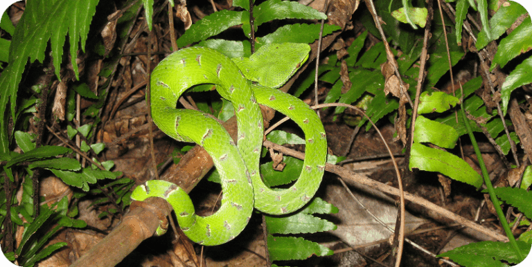 Bako National Park | Book Your Tour | Authentic Borneo Tours