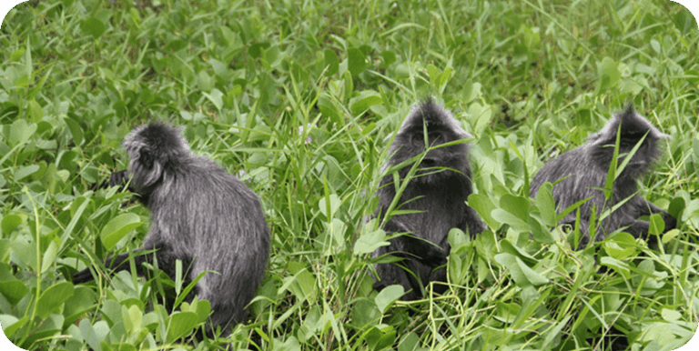 Bako National Park | Book Your Tour | Authentic Borneo Tours